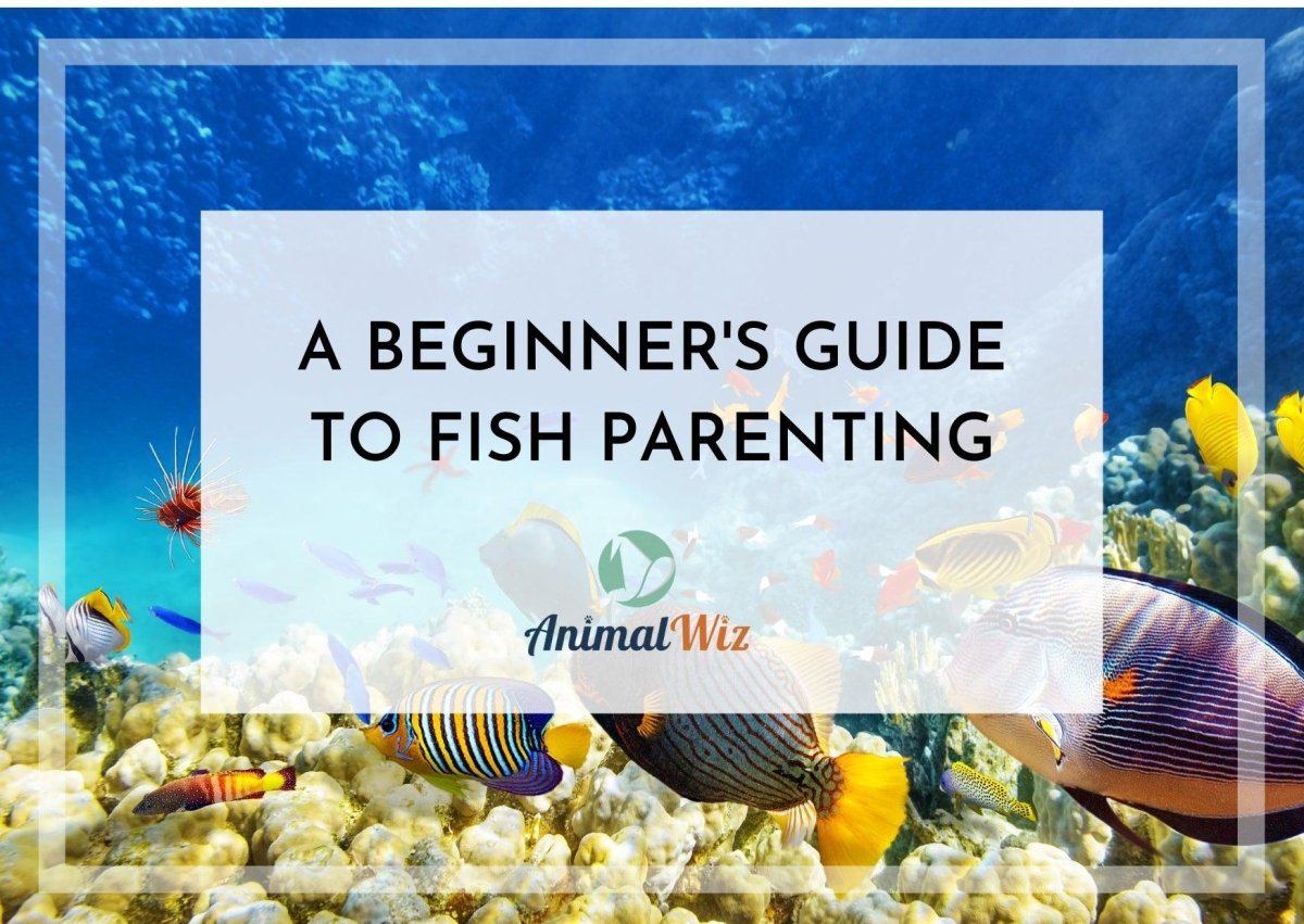 A Beginner’s Guide To Fish Parenting — AnimalWiz.com