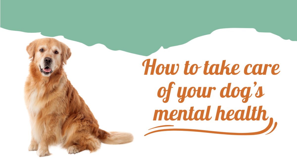 How to take care of your dog's mental health — AnimalWiz.com