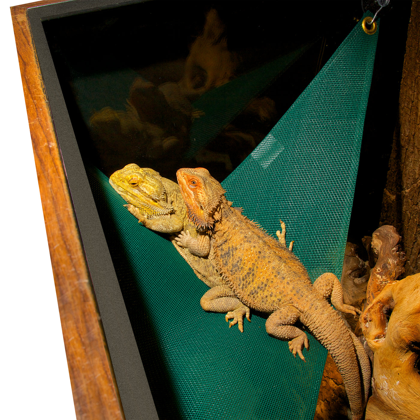 Zoo Med Repti Hammock Basking Platform Green 27in Giant — AnimalWiz.com