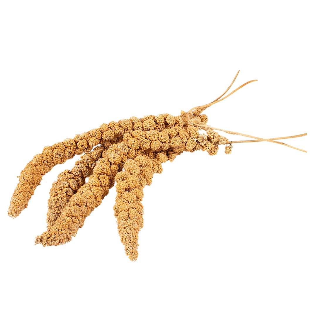 A&E French Millet Sprays - 25 LB Box — AnimalWiz.com