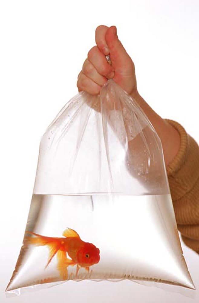 Gene Rodriguez Company Plastic Fish Bags Clear 6 in x 12 in 1000 Bag ...